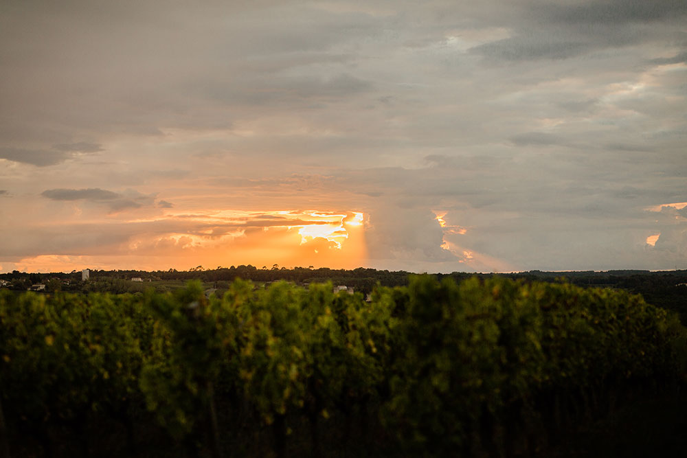 THE WINES - Sauternes Barsac