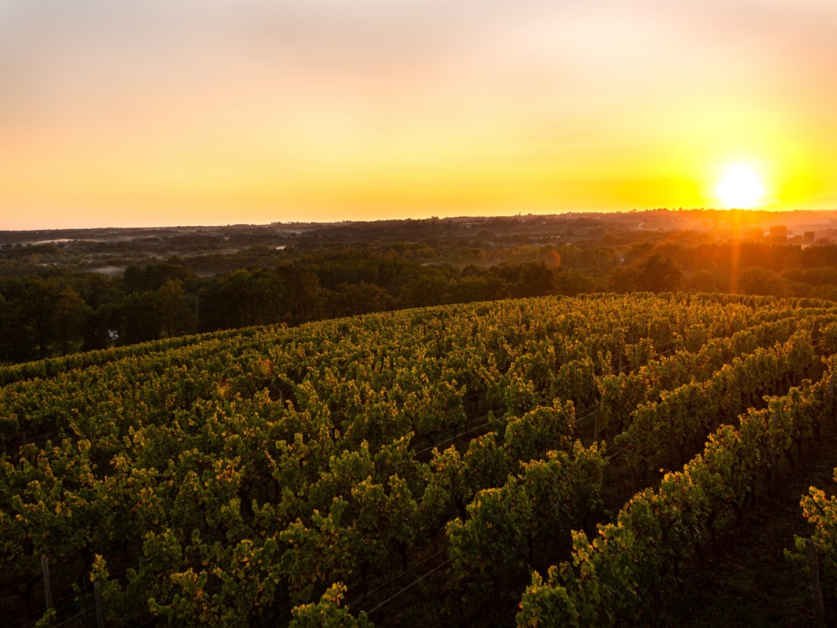 DISCOVER THE WINEGROWERS AND THE WINES OF SAUTERNES & BARSAC ...